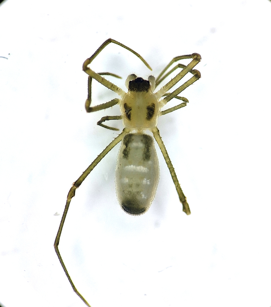 Araneoid Spiders from 8JG3+732 Estación Científica Yasuní PUCE ...