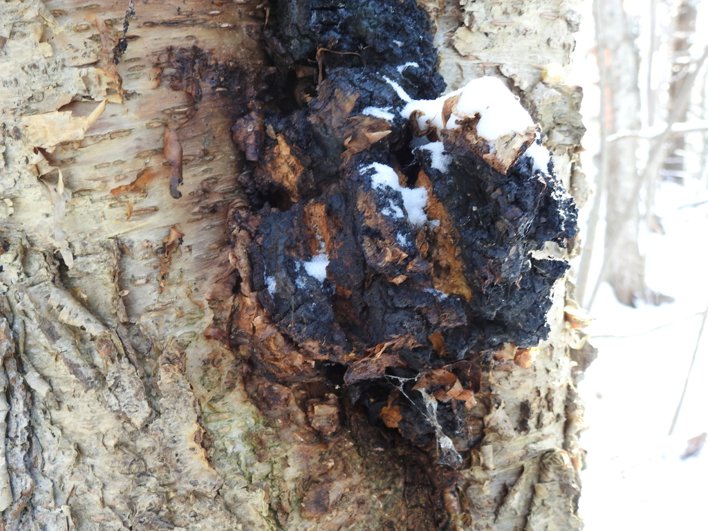 chaga from Hampton, NB, Canada on December 6, 2023 by John Blenis ...