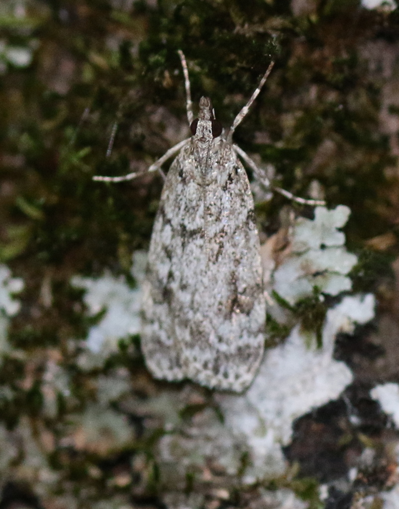 Scoparia from Курский р-н, Курская обл., Россия on July 11, 2023 at 02: ...