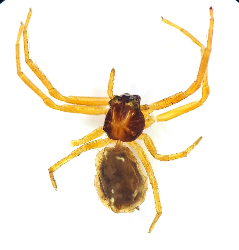 Tmarini from 8JG3+732 Estación Científica Yasuní PUCE, Orellana ...