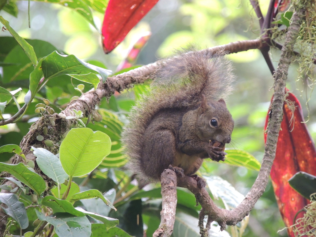 Brazilian Squirrel (Sciurus brasiliensis) - Know Your Mammals