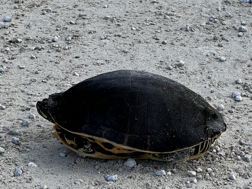 Chicken Turtle in December 2023 by casita · iNaturalist