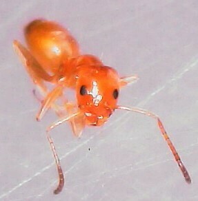 Forelius mccooki from Charleston, Las Vegas, NV, USA on October 4, 2023 ...