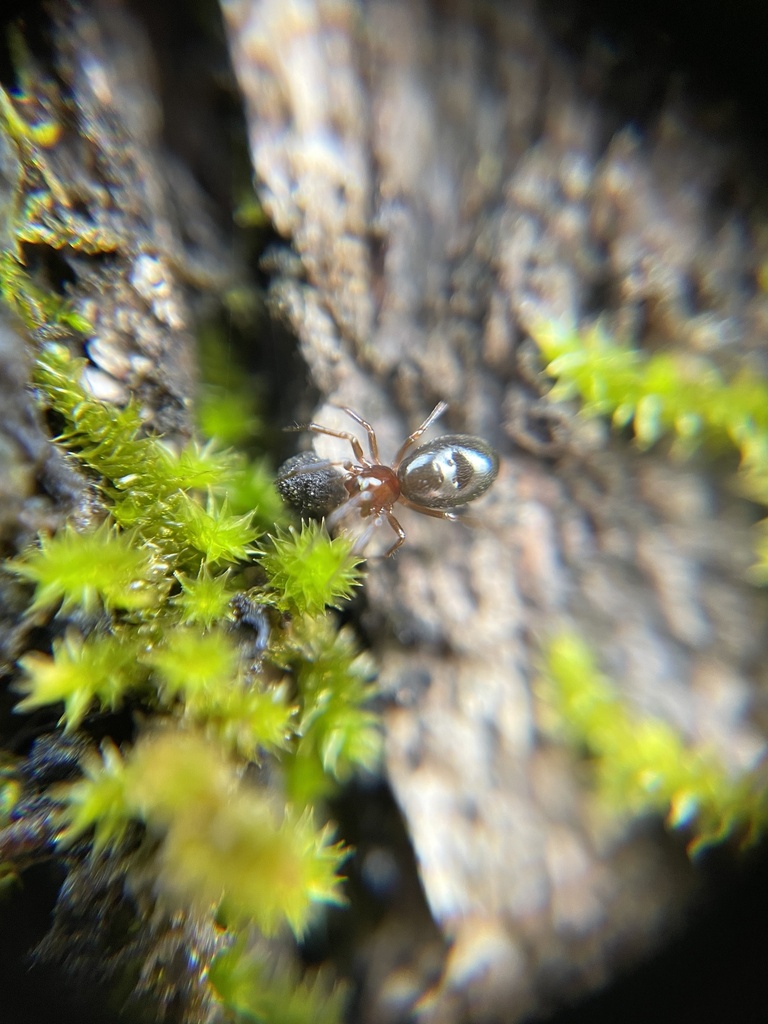 Dwarf Spiders in December 2023 by benthellama · iNaturalist