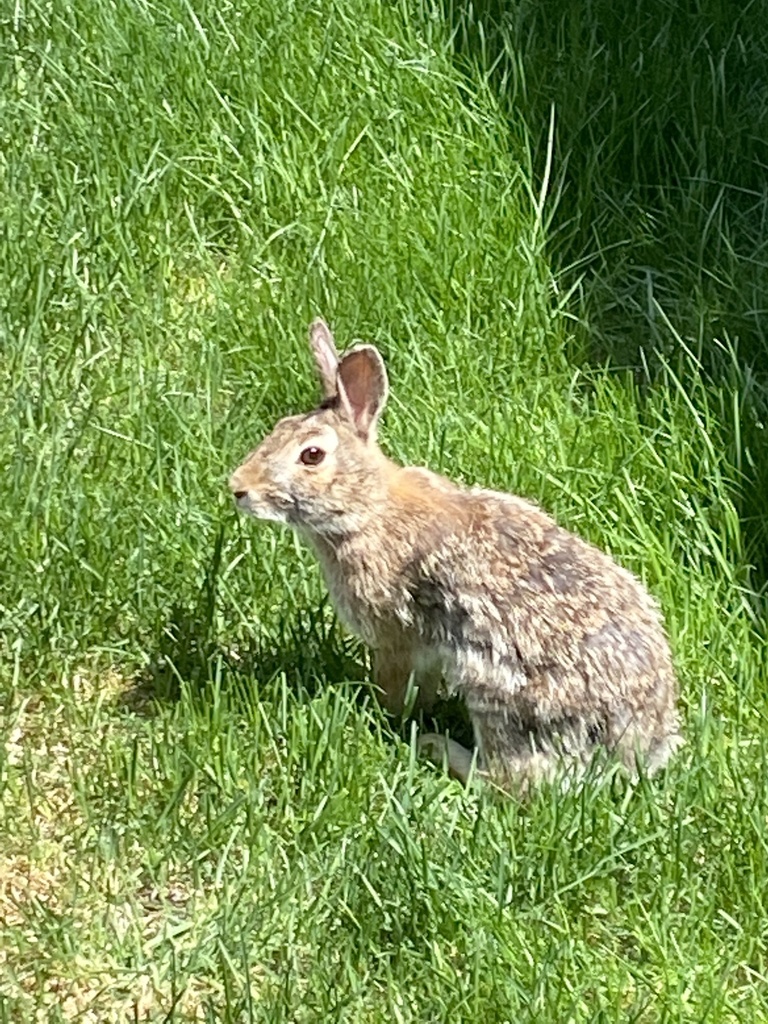 Eastern Cottontail in June 2021 by bananakelp. - In residential yard ...