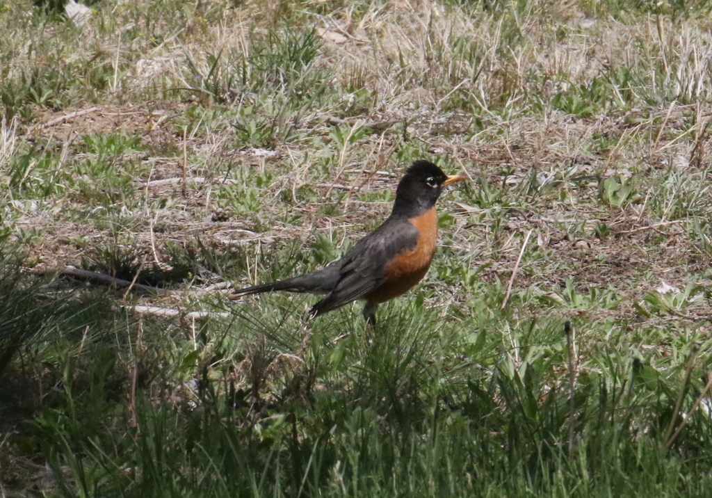American Robin from Inyo County, CA, USA on May 1, 2023 at 02:21 PM by ...