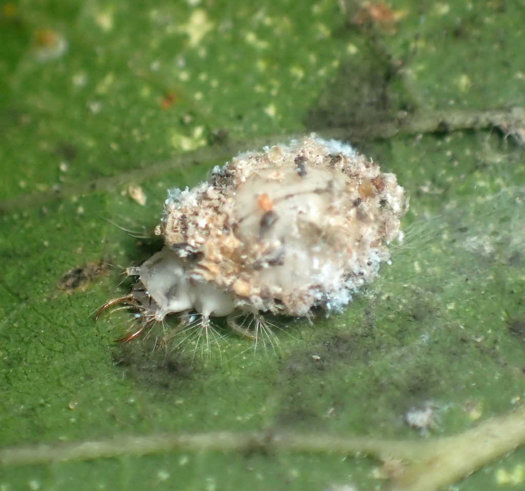 Lichen-carrying Green Lacewing from Brownsville, TX, USA on December 2 ...