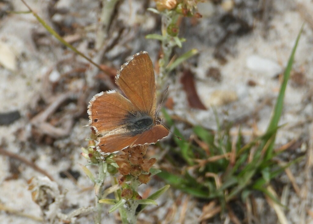 Common Geranium-bronze from Da Gama Park, Cape Town, 7975, Sud-àfrica ...