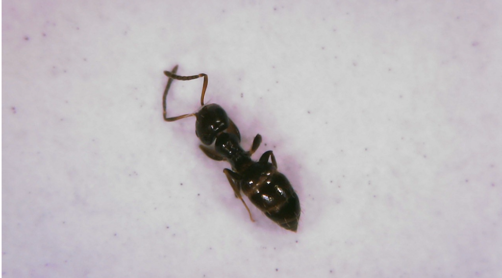 Dark Rover Ant from Angel Park, Las Vegas, NV, USA on October 2, 2023 ...