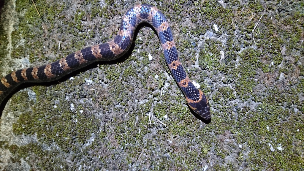 Red-banded Snake from 華山教育農園 on November 14, 2016 at 08:21 PM by 呼延小孫 ...