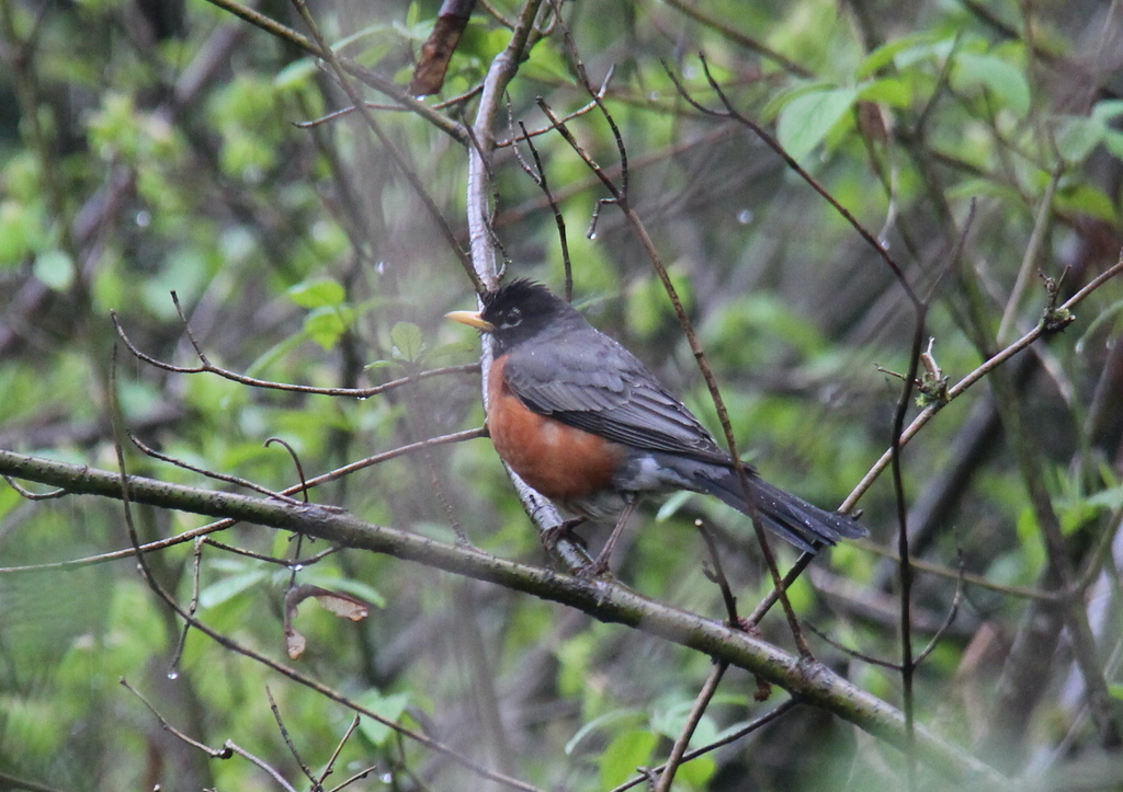 American Robin from Renton, WA, USA on April 19, 2012 at 05:54 PM by ...