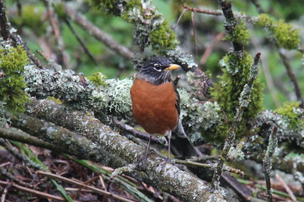 American Robin from Renton, WA, USA on April 19, 2012 at 06:07 PM by ...