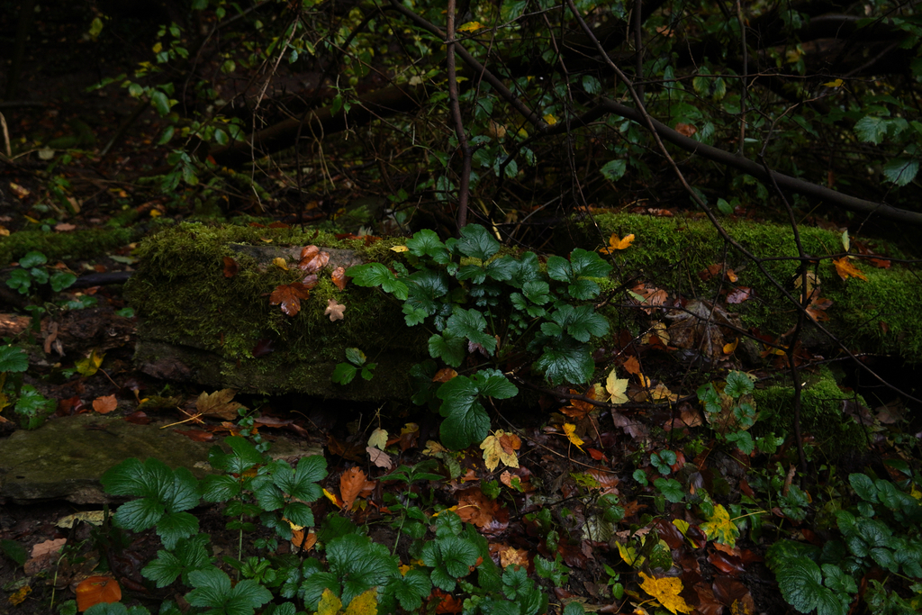 Wood Avens from Gera, Germany on October 22, 2023 at 04:48 PM by ...