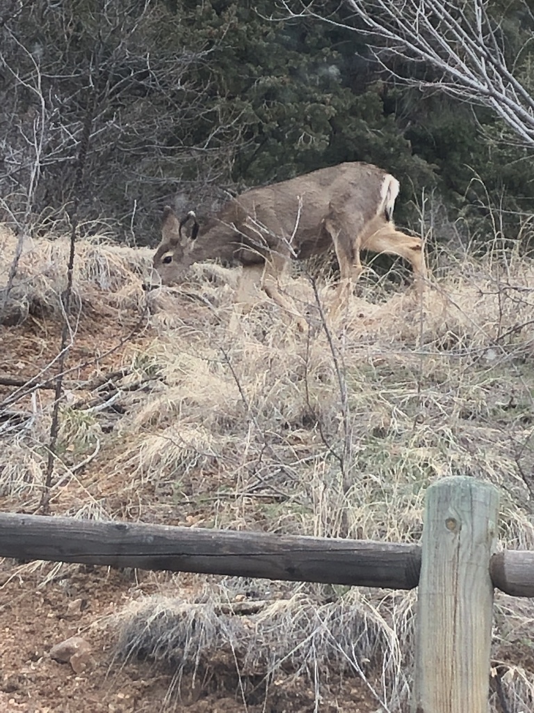 Mule Deer from Barr Trail, Manitou Springs, CO, US on March 31, 2019 at ...