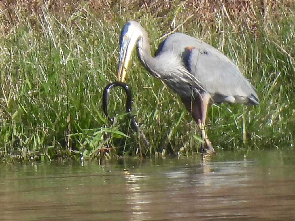 Amphiumas from Mandeville, LA, USA on December 6, 2023 at 12:25 PM by ...