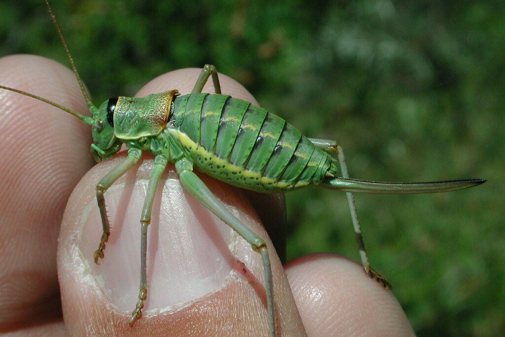 Western Saddle Bush-cricket from 04850 Jausiers, France on July 29 ...