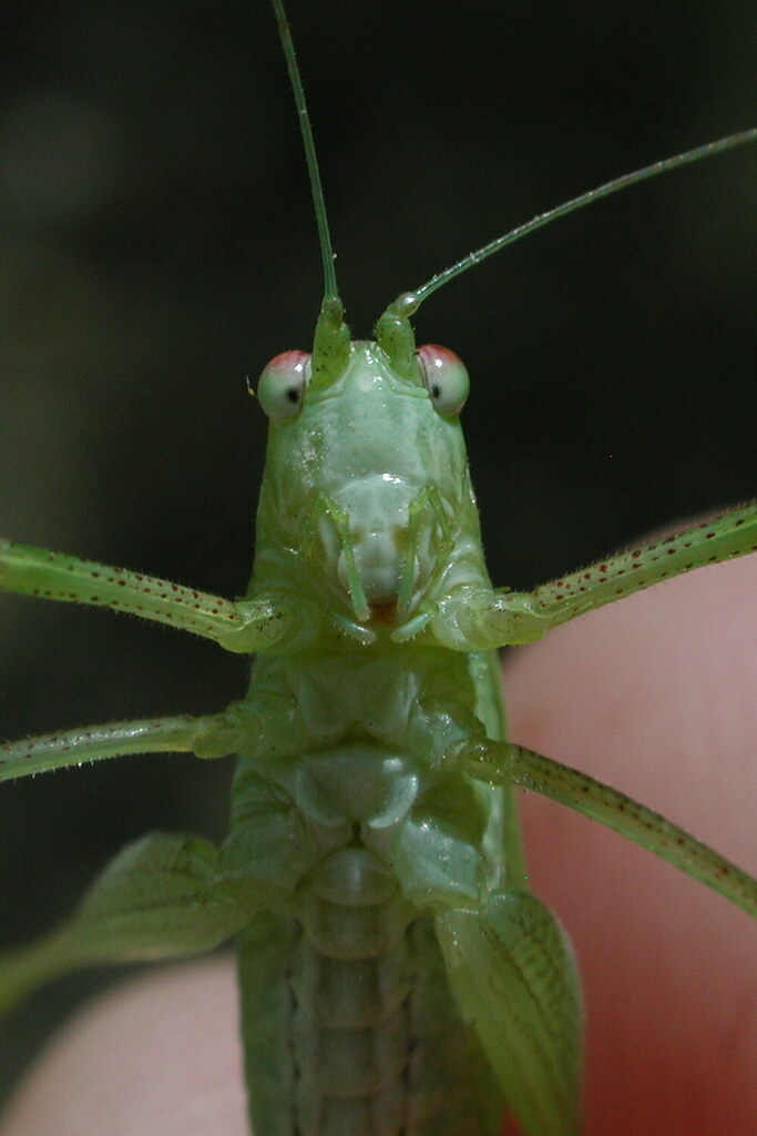 Mediterranean Katydid from 26120 La Baume-Cornillane, France on July 31 ...