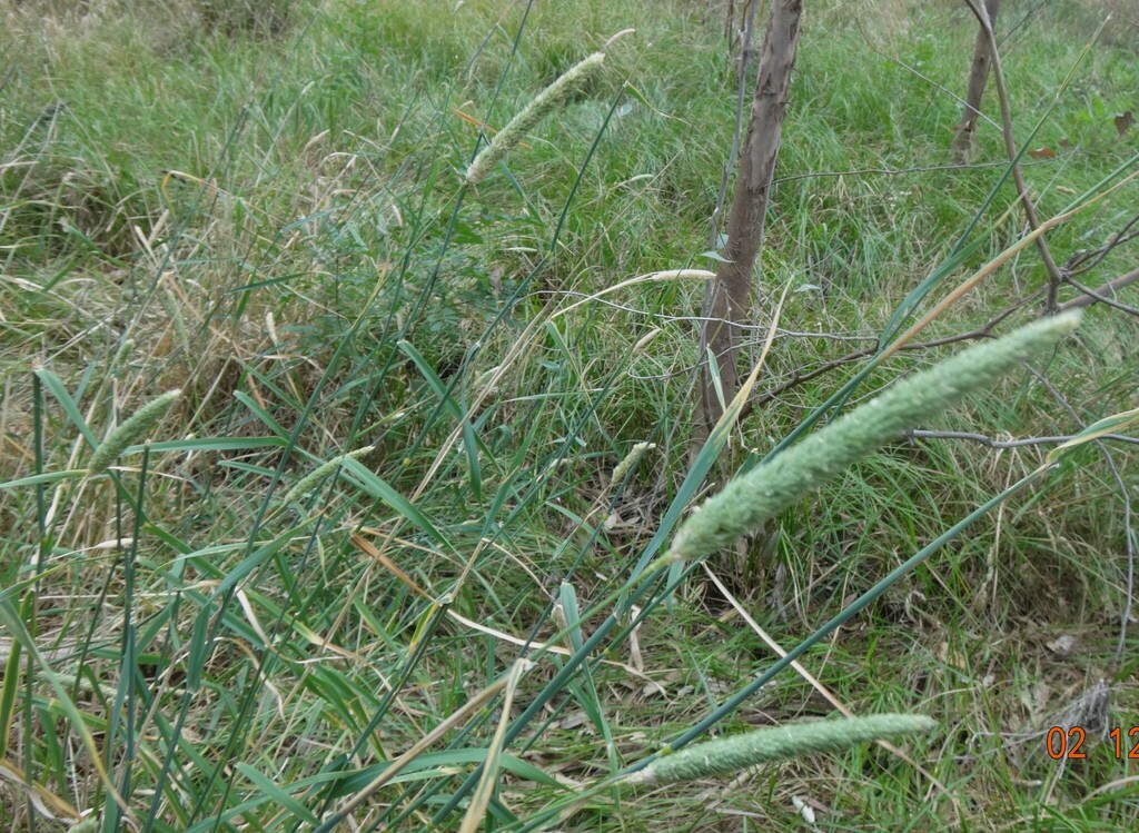 harding grass from Marong VIC 3515, Australia on December 2, 2023 at 03 ...