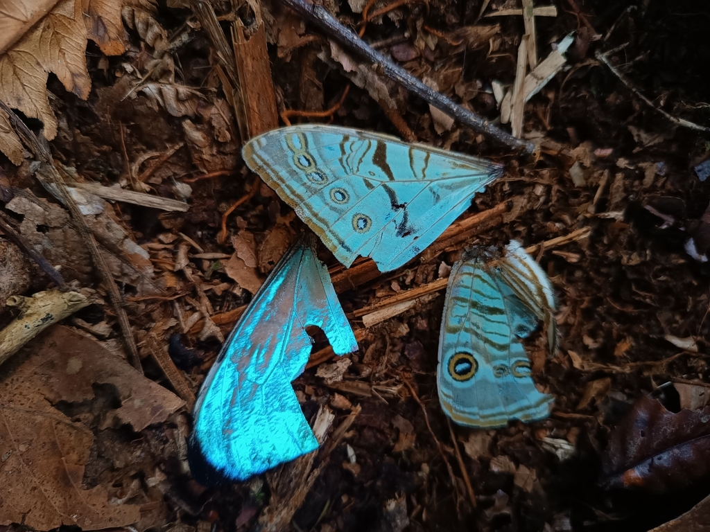 Morpho sulkowskyi from Pitalito, Huila, Colombia on December 6, 2023 at ...