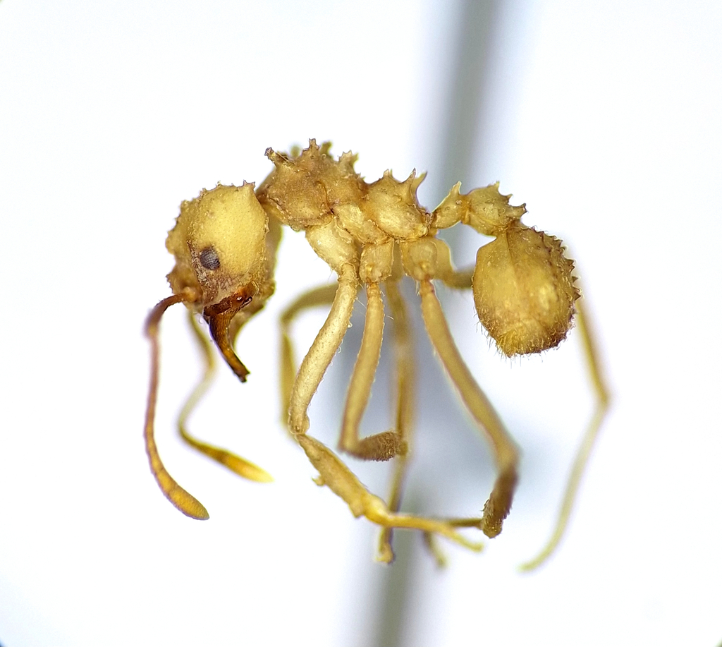 Paratrachymyrmex from 8JG3+732, Orellana, Ecuador on December 1, 2016 ...