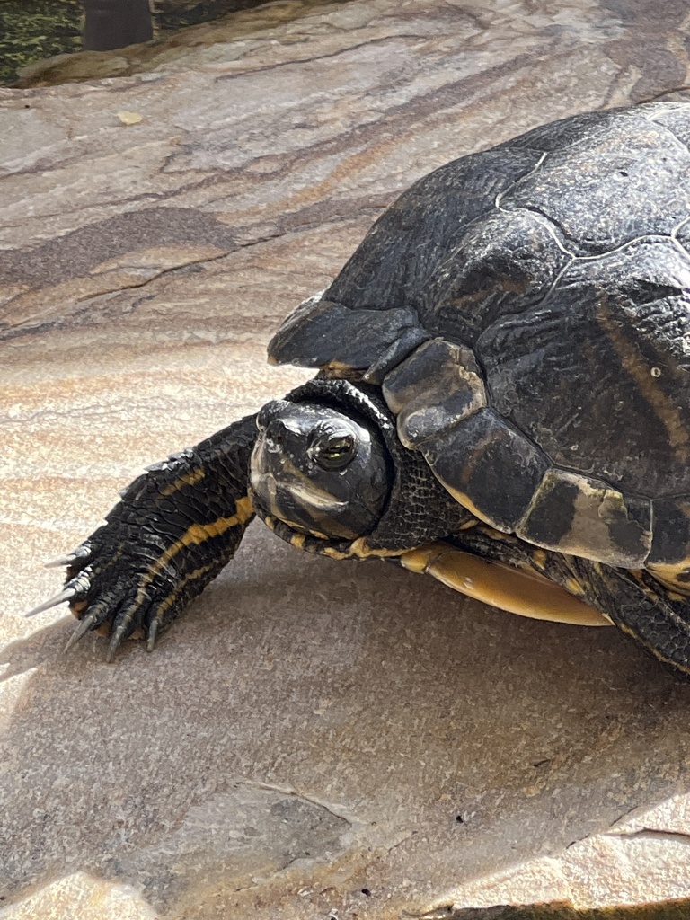 Pond Slider from Dickman Rd, Apollo Beach, FL, US on December 6, 2023 ...