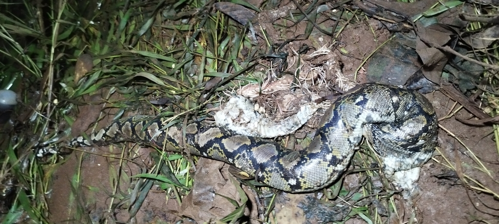 Reticulated Python in November 2023 by Bagus Kelana Pangestu. Road kill ...