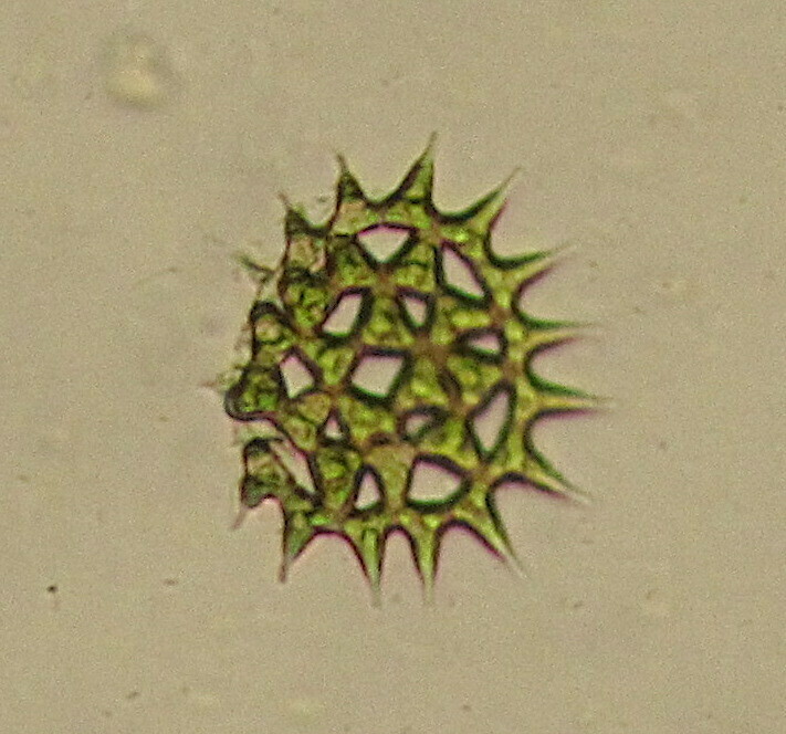 Monactinus simplex from Westdene, Benoni, 1501, South Africa on ...