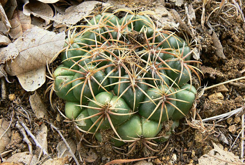 Coryphantha retusa in October 2007 by lougarou · iNaturalist
