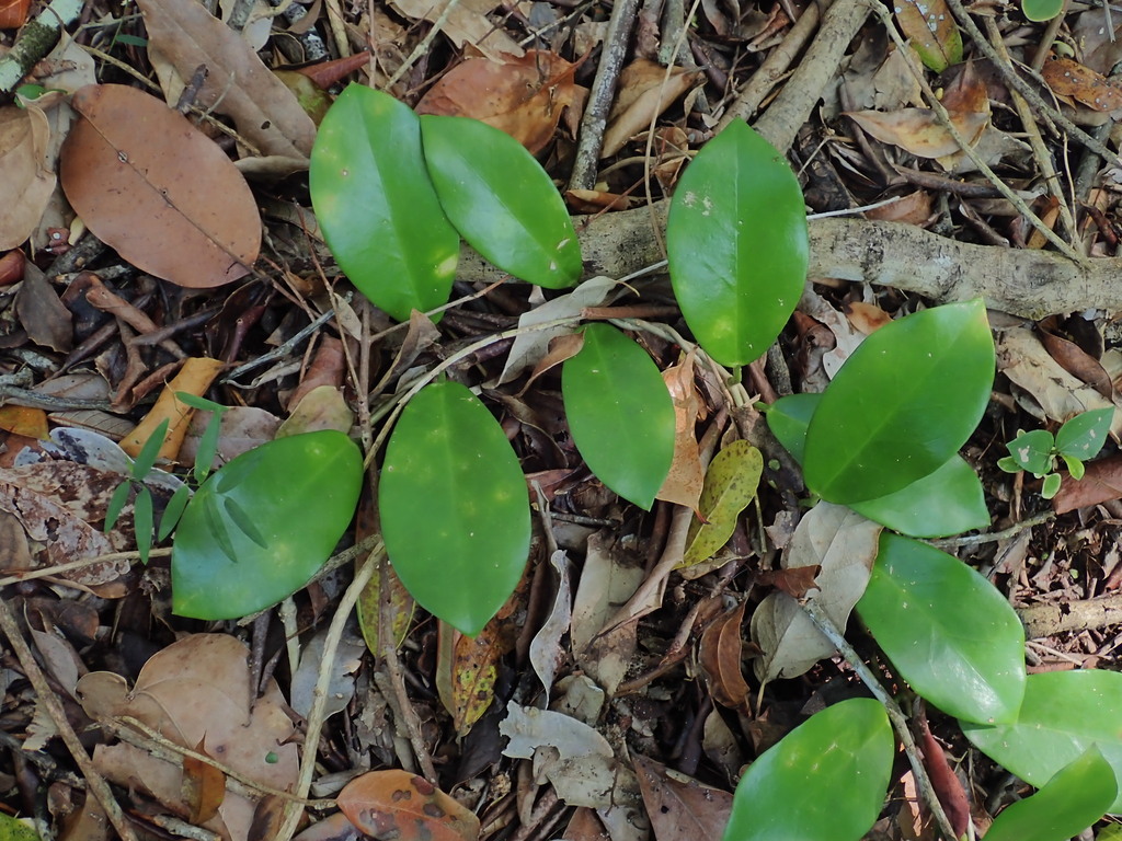 native hoya from Iluka NSW 2466, Australia: Iluka Nature Reserve on ...