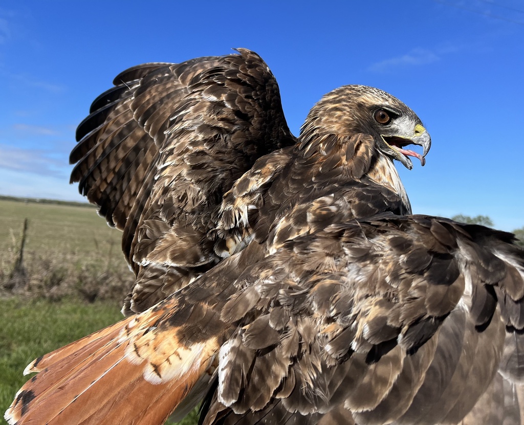 Red-tailed Hawk from CR-118, Alice, TX, US on December 6, 2023 at 10:41 ...