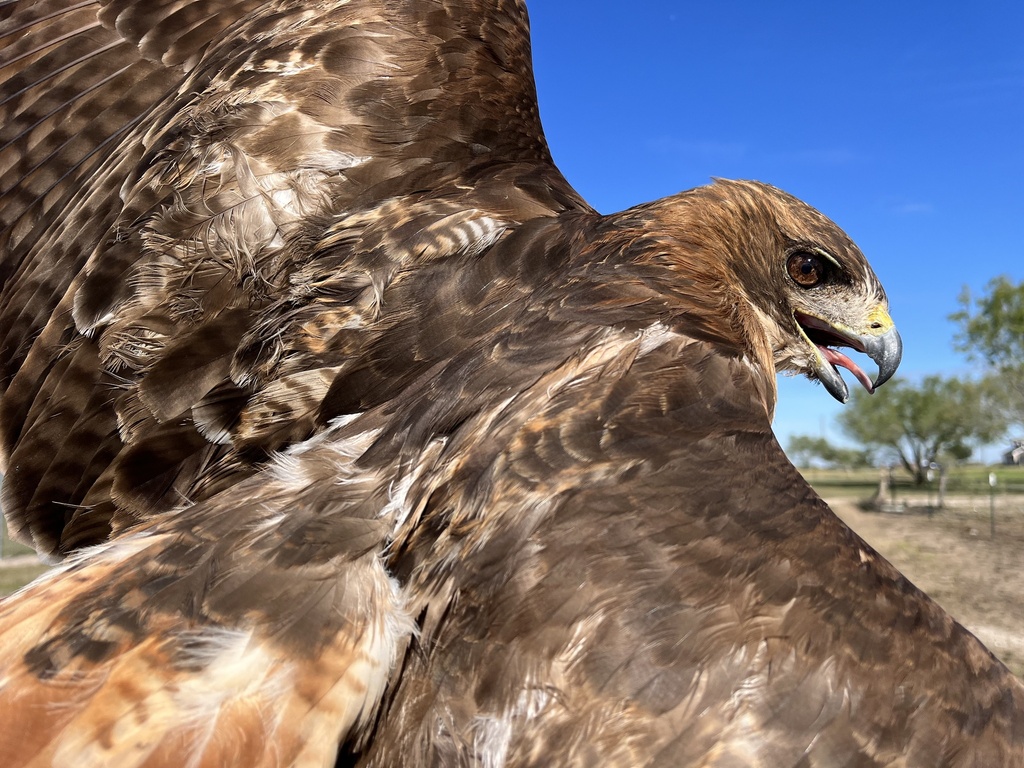 Red-tailed Hawk from CR-116-1, Alice, TX, US on December 6, 2023 at 11: ...