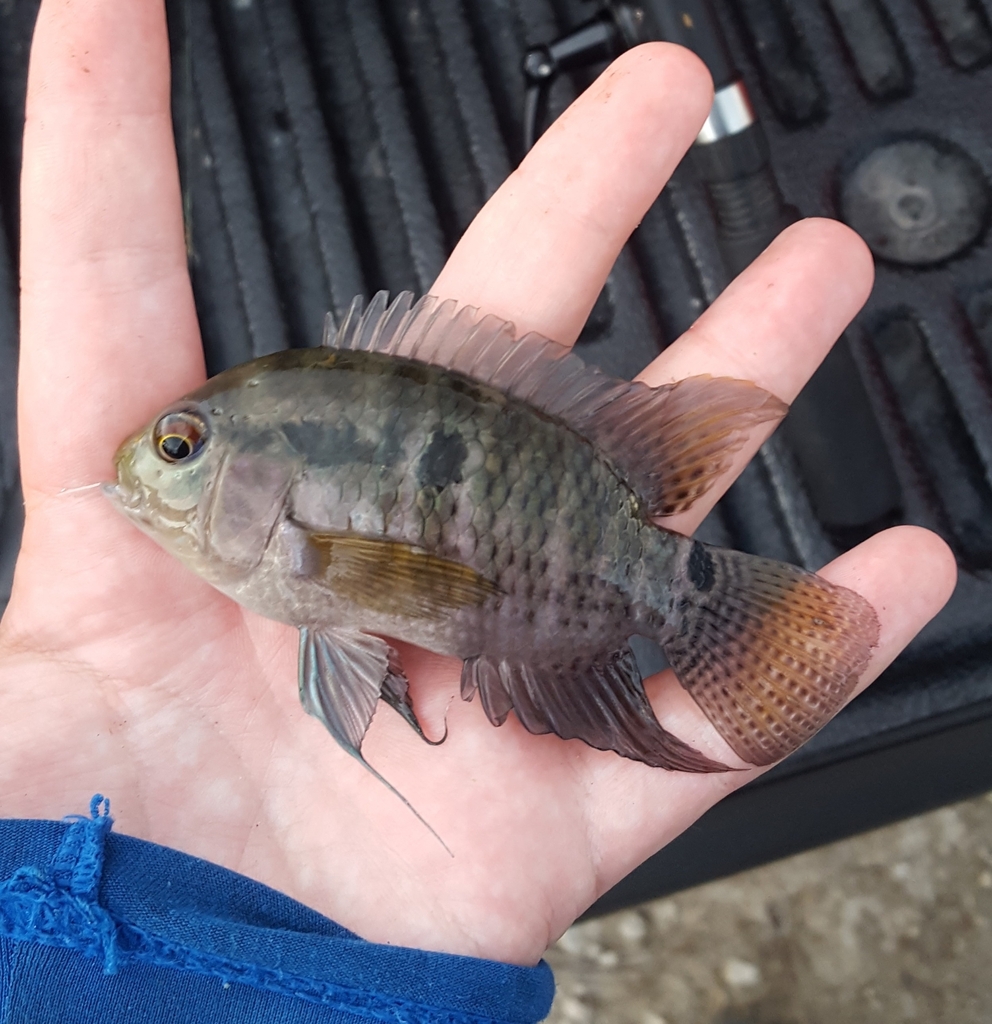 Black Acara (Cichlasoma bimaculatum) - Marine Life Identification