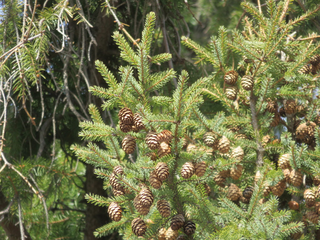 black spruce from Fletcher Wildlife Garden on April 10, 2016 at 01:37 ...