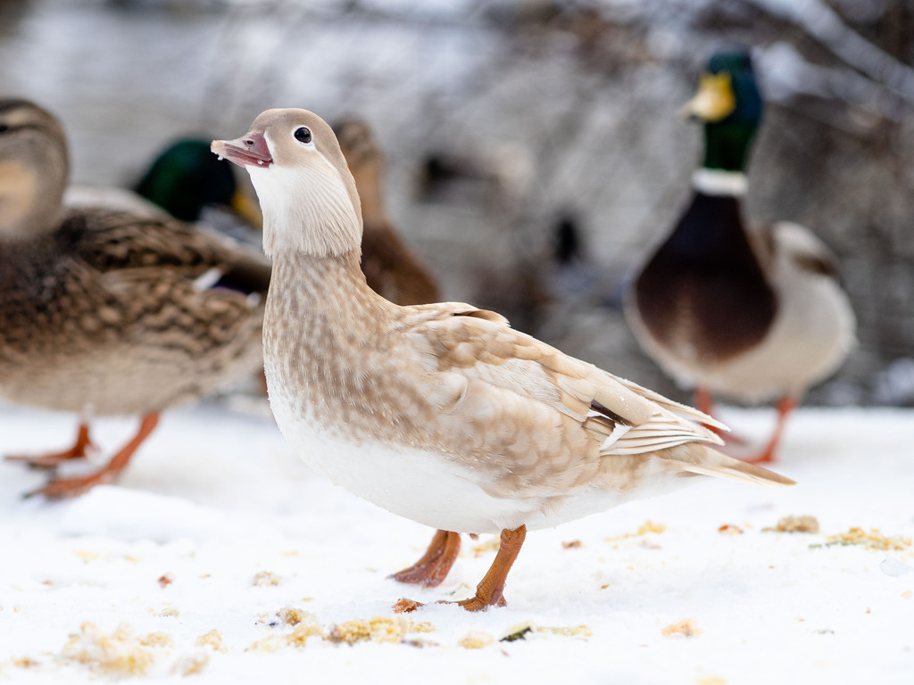 Mandarin Duck from Северо-Восточный административный округ, Москва ...
