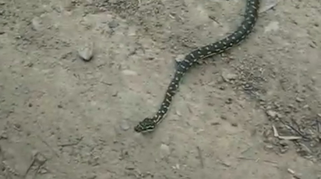 Diamond Python from Martinsville NSW 2265, Australia on October 12 ...