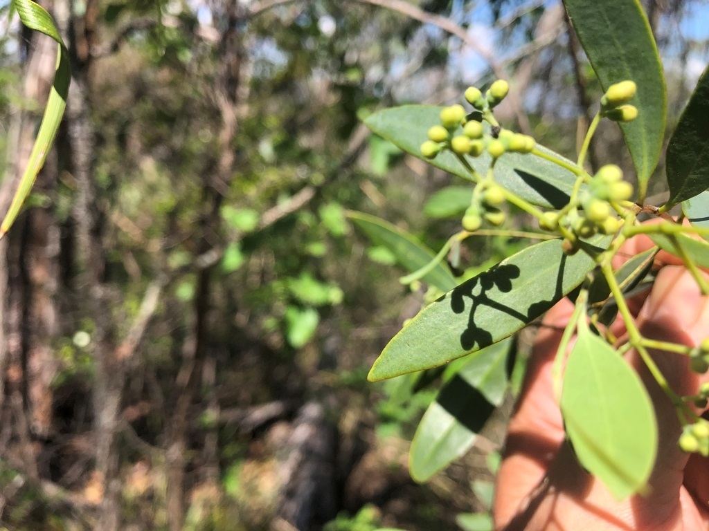 Blue Bush from Withcott QLD 4352, Australia on December 5, 2023 at 01: ...