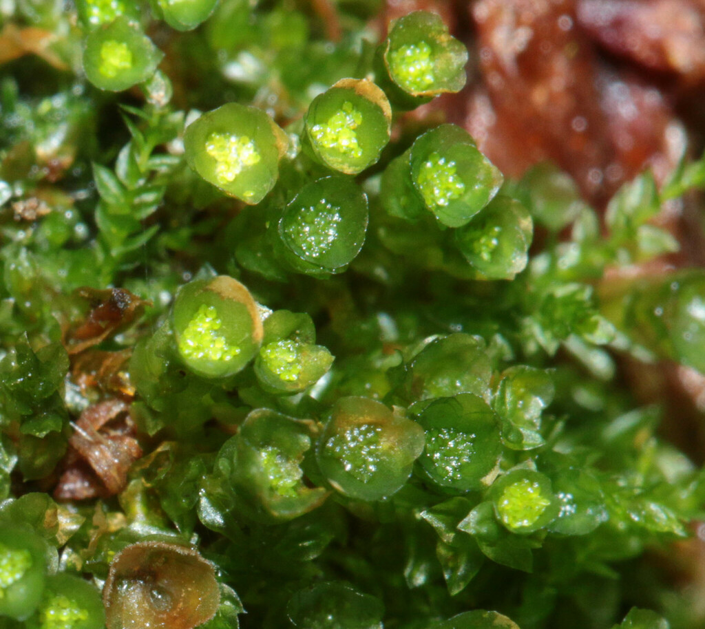 Tetraphis Moss in December 2023 by Valentin Hamon · iNaturalist