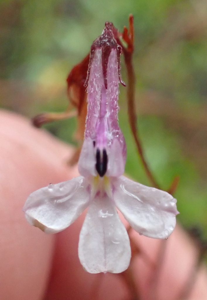 Rough Lobelia from Covie Trail, Garden Route District Municipality ...