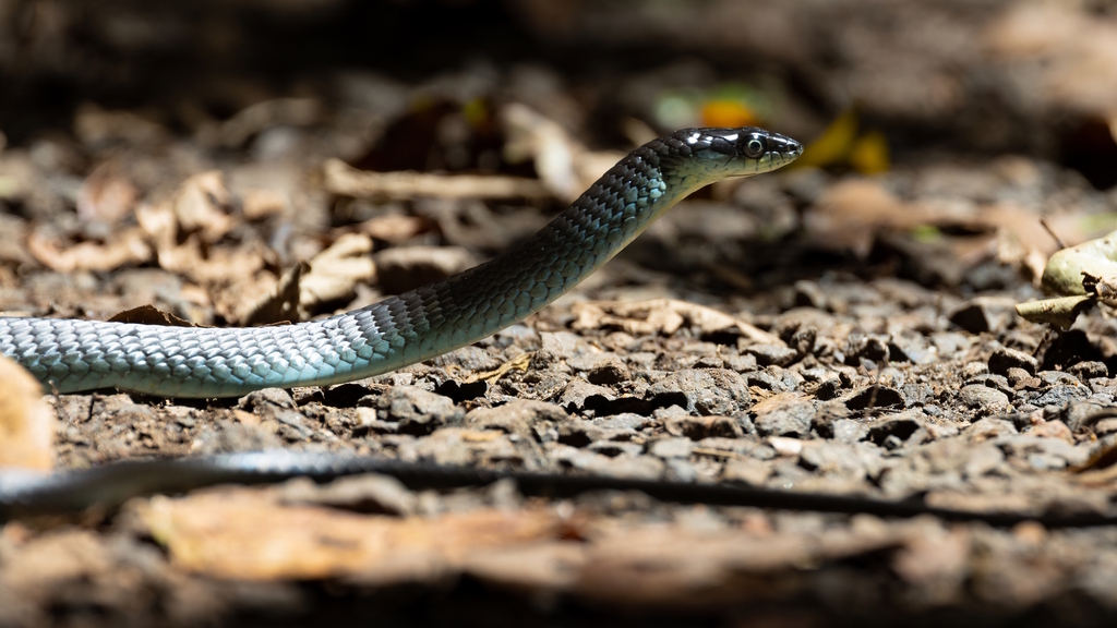 Common Tree Snake from Lake Eacham, QLD 4884, Australia on April 13 ...