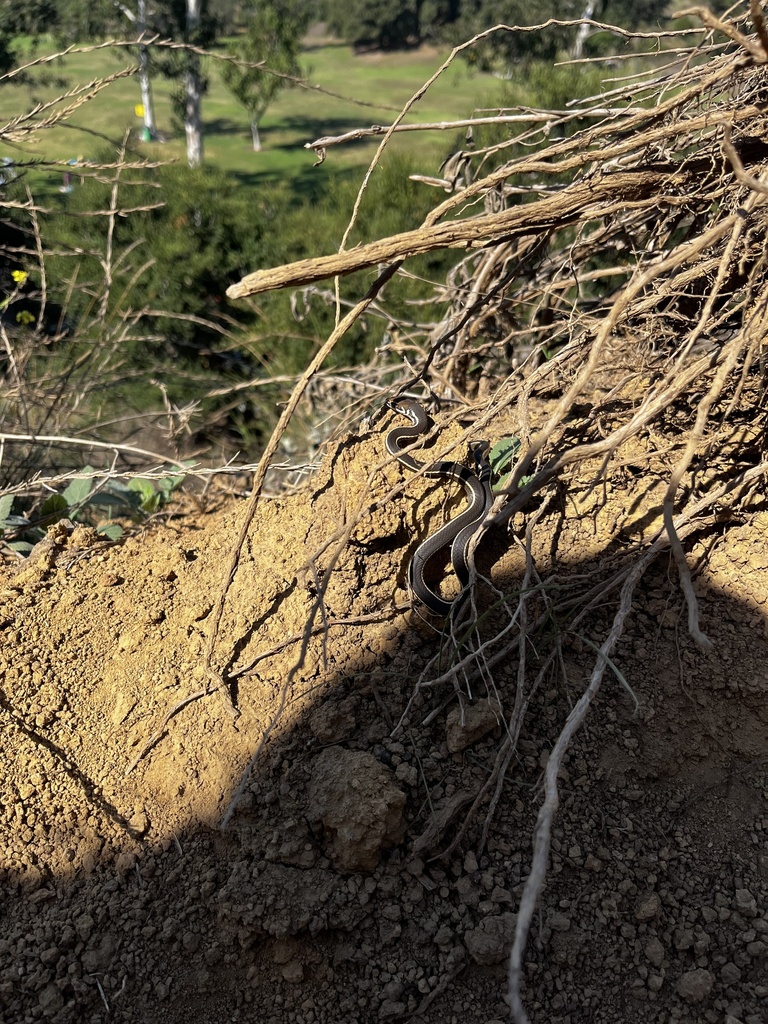 California Striped Racer from Arroyo Verde Park, Ventura, CA, US on ...
