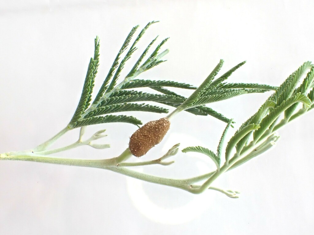 wattle gall rusts from Ashhurst, New Zealand on December 6, 2023 at 02: ...