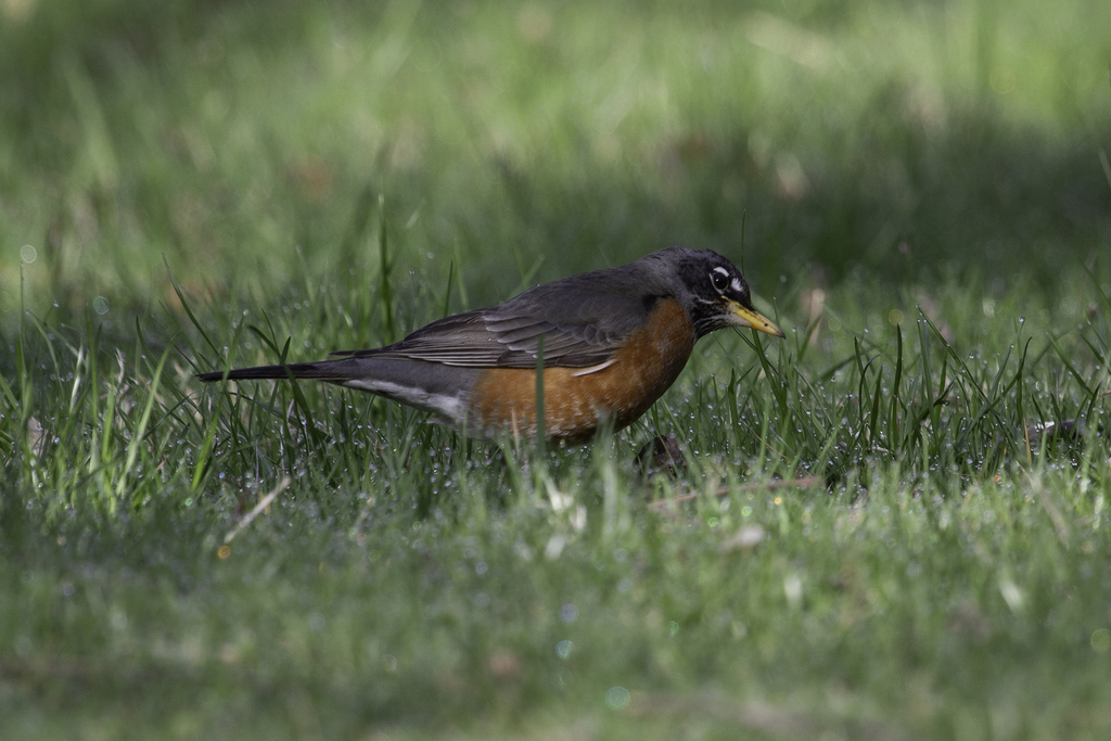 American Robin from Briar Hill Preserve, Brookfield Ln, Ambler, PA ...