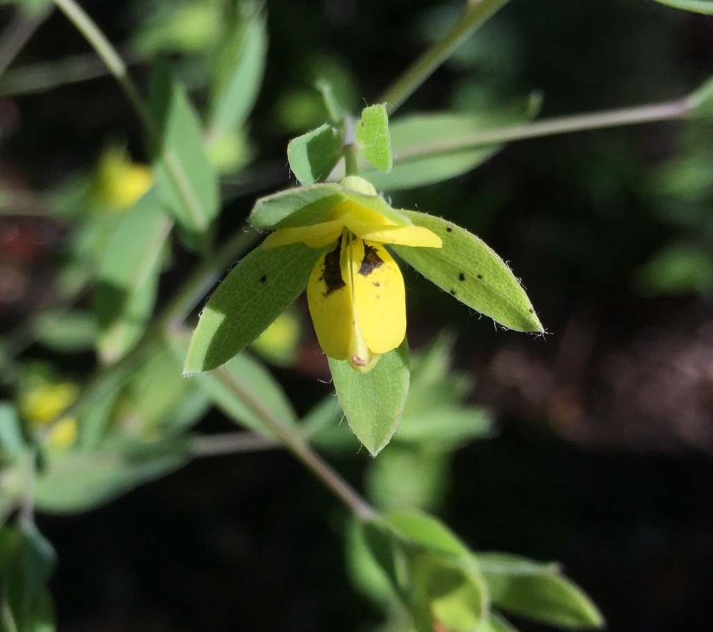 Baptisia calycosa calycosa (Plants of the Florida Sandhill) · iNaturalist