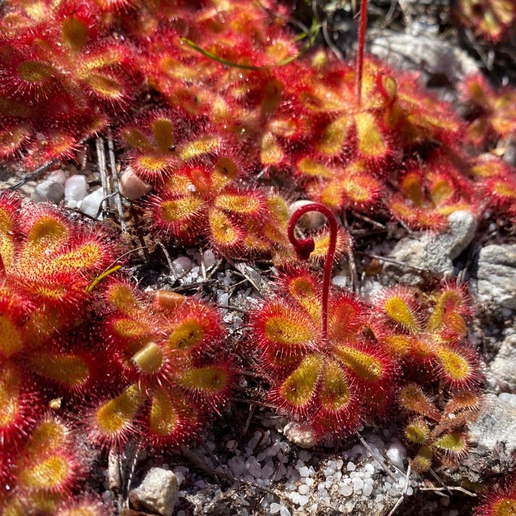 Peninsula Sundew from Table Mountain National Park, Cape Town, WC, ZA ...