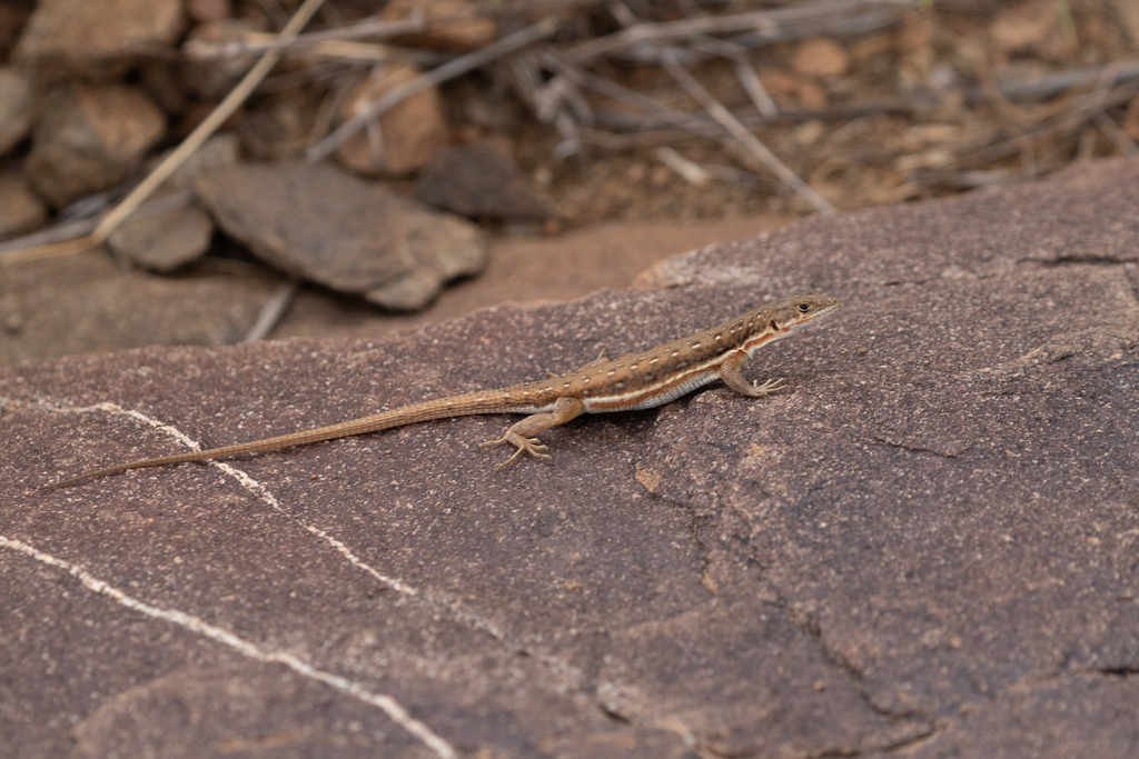 Spotted Sand Lizard from Mountain Zebra National Park, EC, South Africa ...