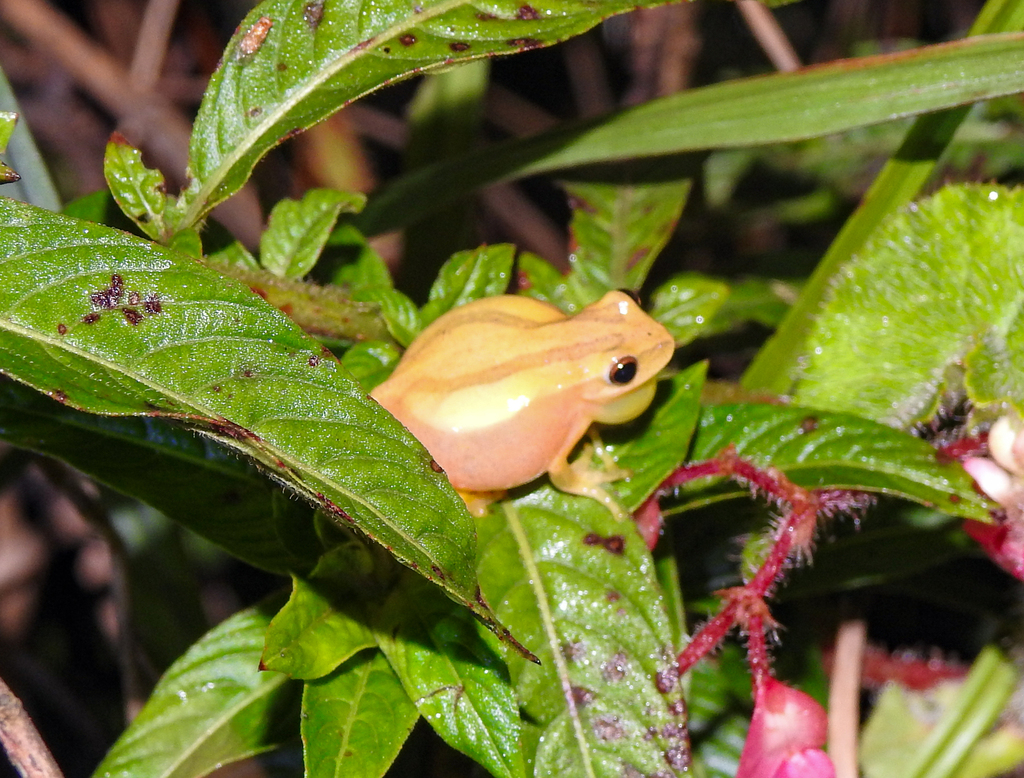 Lesser Tree Frog from Bituruna - PR, Brasil on November 29, 2023 at 09: ...