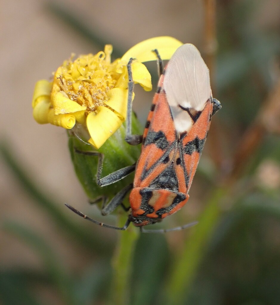 Spilostethus pandurus from Boulemane Province, Morocco on November 25 ...