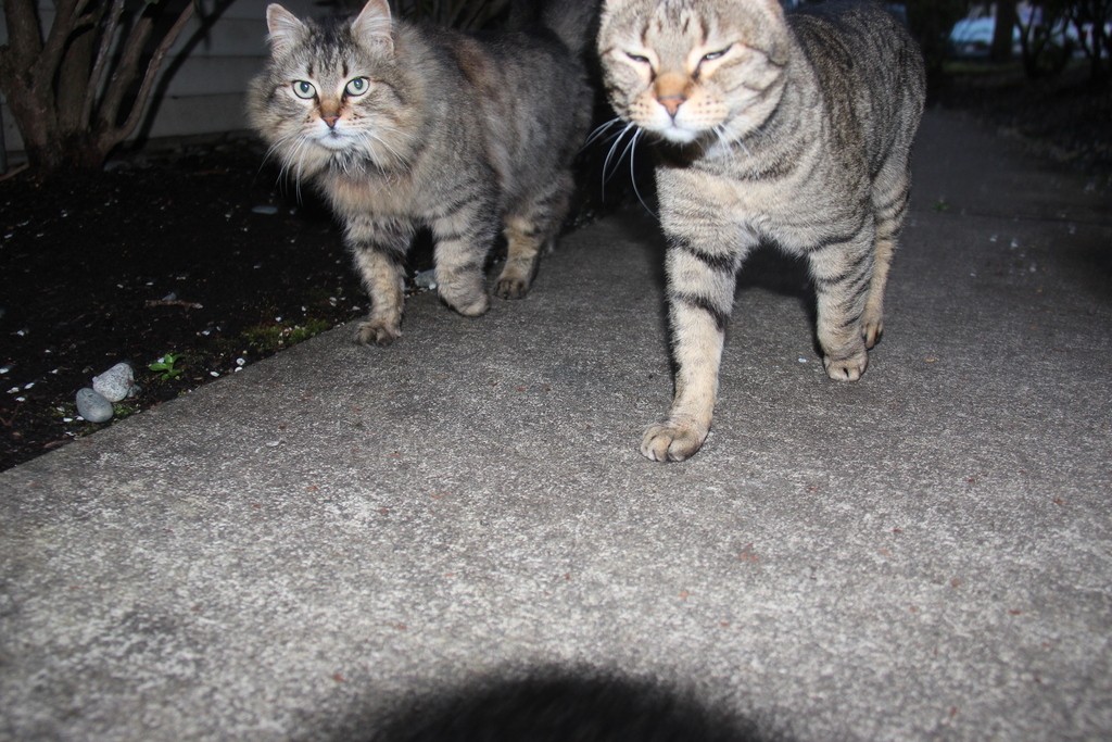 Domestic Cat from Renton, WA, USA on April 20, 2012 at 07:56 PM by ...