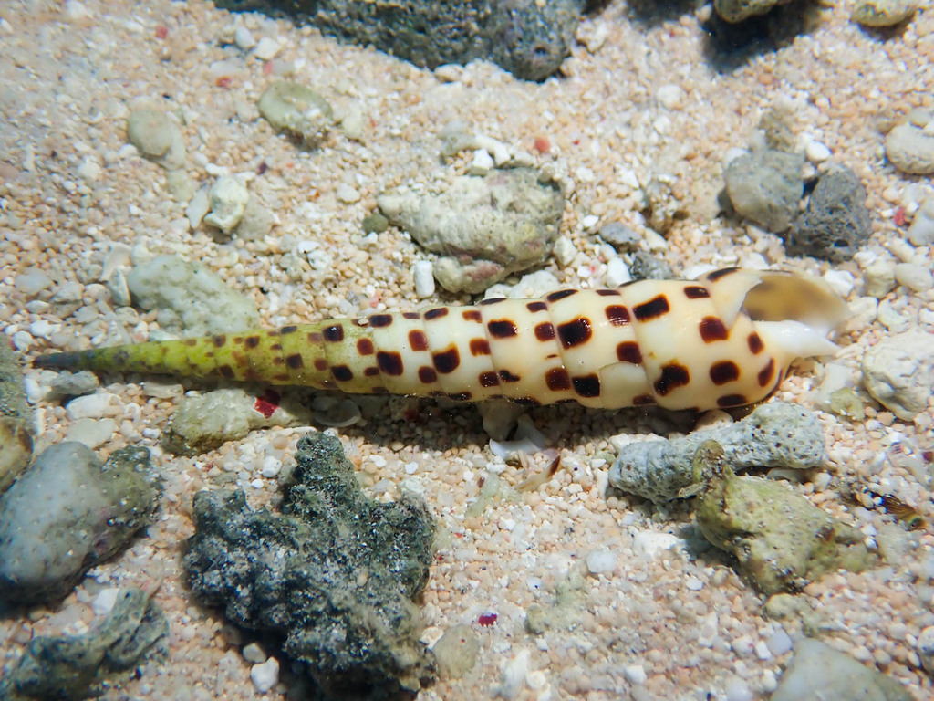 Chocolate Spotted Auger from Majuro Atoll, RMI on October 31, 2023 at ...