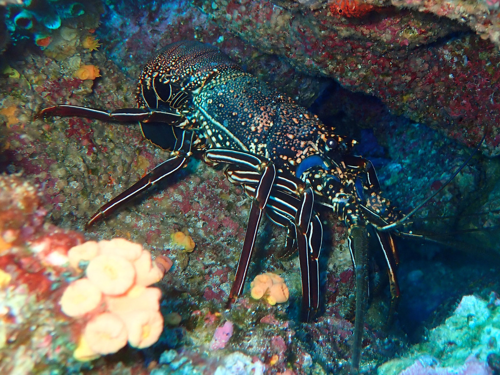 Pronghorn Spiny Lobster (COTS Predators) · iNaturalist